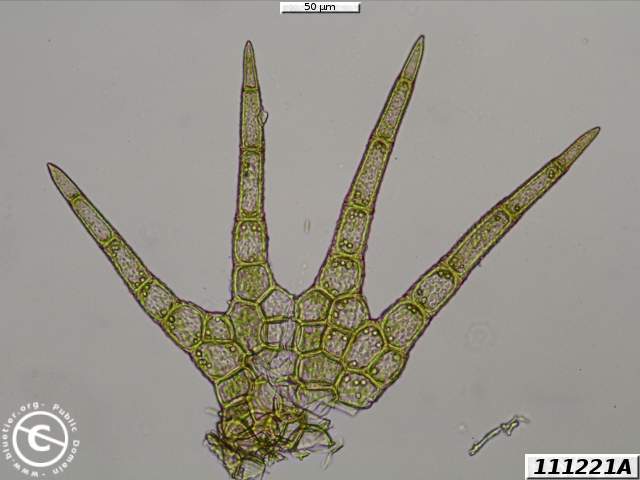 Blue Tier, Tasmania, Australia: Telaranea 111221A