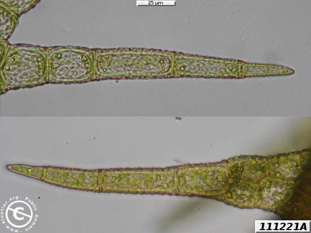 Blue Tier, Tasmania, Australia: Telaranea 111221A
