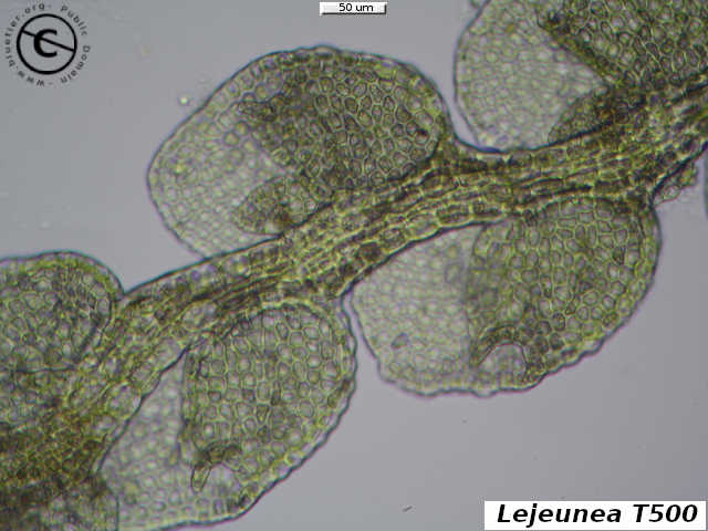 Blue Tier, Tasmania, Australia: Lejeuneaceae