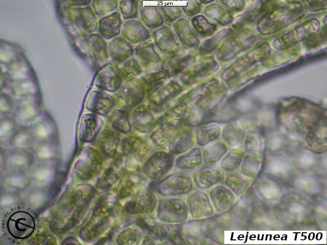 Blue Tier, Tasmania, Australia: Lejeuneaceae