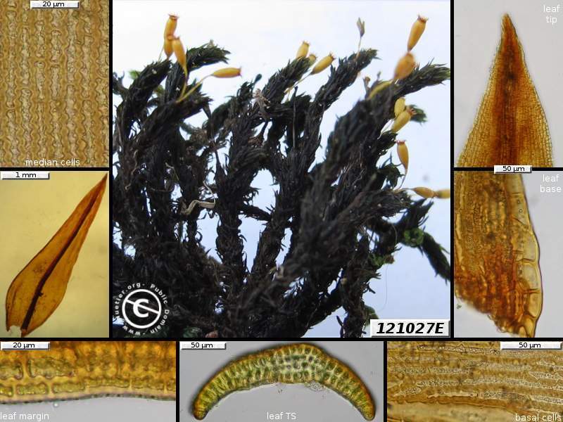 Blue Tier, Tasmania, Australia: bryophytes - mosses